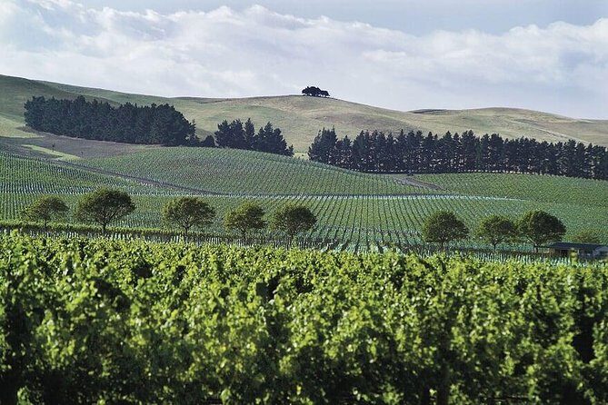 Lyttelton Cruise Excursions: Christchurch Sightseeing with Sheep Farm - Practical Tips