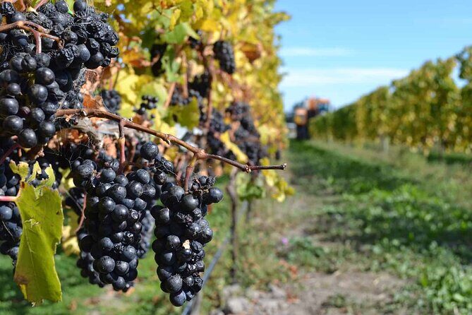 Lyttelton Shore Excursion - City Highlights & Waipara Wine Tour - Transportation and Comfort
