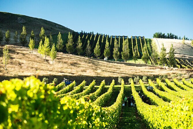 Lyttelton Shore Excursion: Waipara Valley Wine Tour with Lunch - Key Points