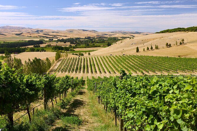 Lyttelton Shore Excursion: Waipara Valley Wine Tour with Lunch - Final Thoughts: Is This a Good Fit?