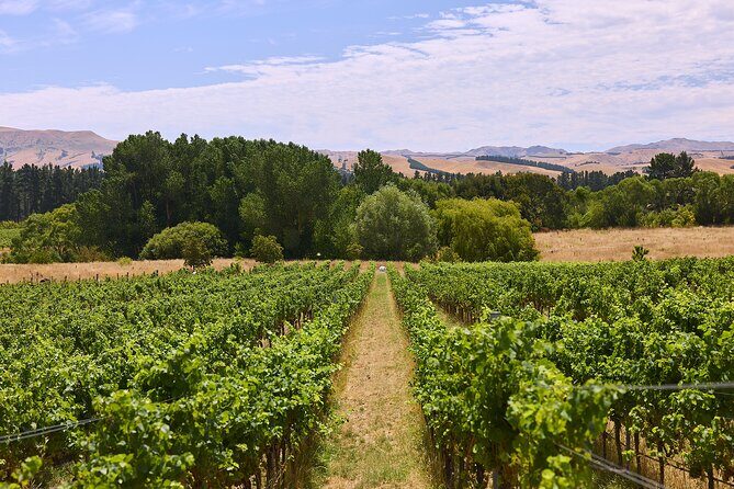 Lyttelton Shore Excursion: Waipara Valley Wine Tour with Lunch - FAQ