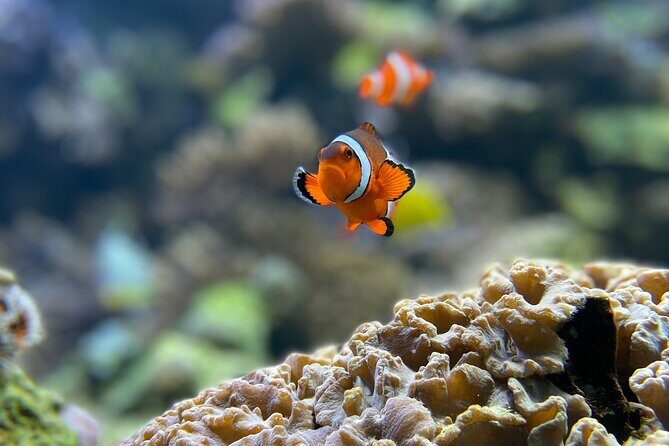 Maafushi: Full Day Snorkeling and Island Hopping Experience - Snorkeling at Anantara Reef and Coral Garden