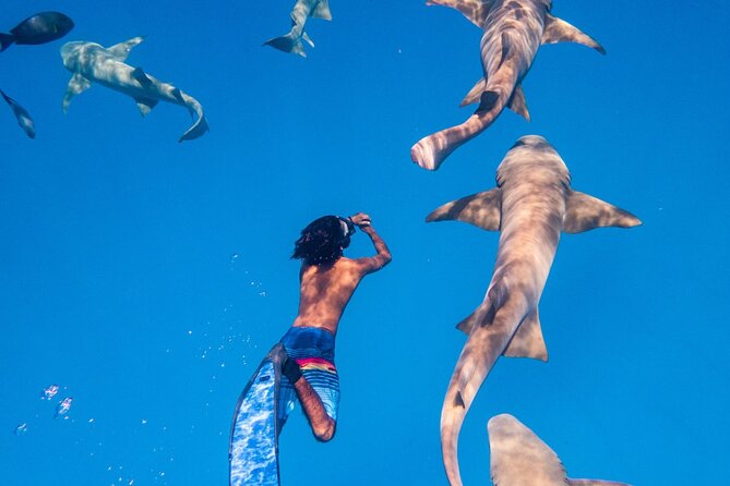 Maafushi: Ship wreck & Nurse shark snorkeling with Dolphin watching - What to Expect on the Day
