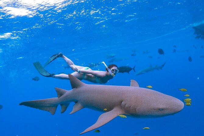 Maafushi: Ship wreck & Nurse shark snorkeling with Dolphin watching - The Sum Up