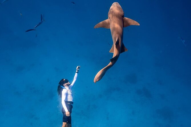 Maafushi: Ship wreck & Nurse shark snorkeling with Dolphin watching - FAQ