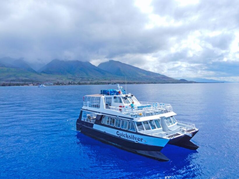 Ma'alaea Harbor: Whale Watching Tour Aboard Power Catamaran - An In-Depth Look at the Whale Watching Experience
