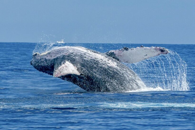 Ma'alaea Harbor: Whale Watching Tour Aboard Power Catamaran - Frequently Asked Questions