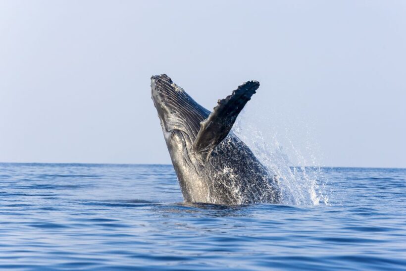Ma'alaea Harbor: Whale Watching Tour Aboard Power Catamaran - Final Thoughts