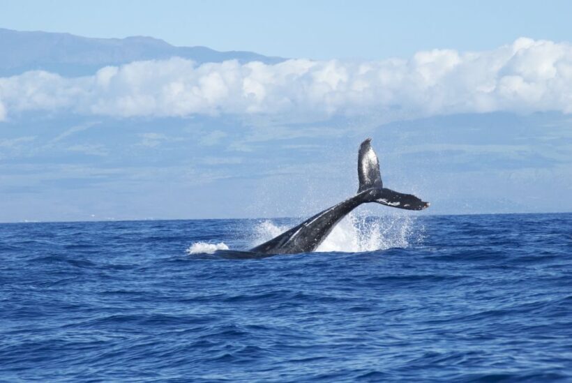 Maalaea: Small Group 2-Hour Whale Watch Experience - Maalaea: Small Group 2-Hour Whale Watch Experience