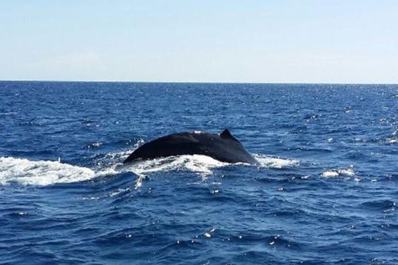 Maalaea: Small Group 2-Hour Whale Watch Experience - Final Thoughts: An Authentic, Close-Up Whale Watching Experience