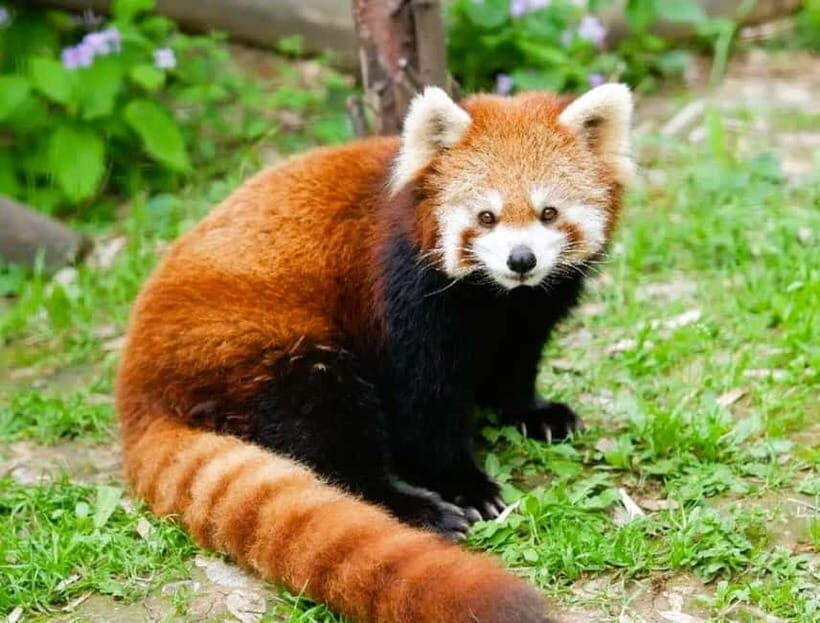 Macau: Private Tour Red Panda & Fun Veggie(includ Insurance) - Key Points