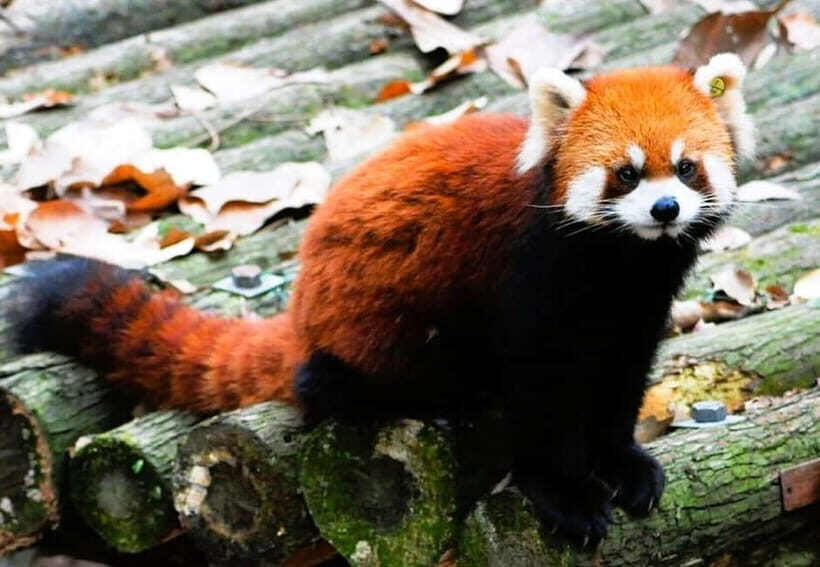 Macau: Private Tour Red Panda & Fun Veggie(includ Insurance) - An Authentic Look at Macau’s Hidden Corners