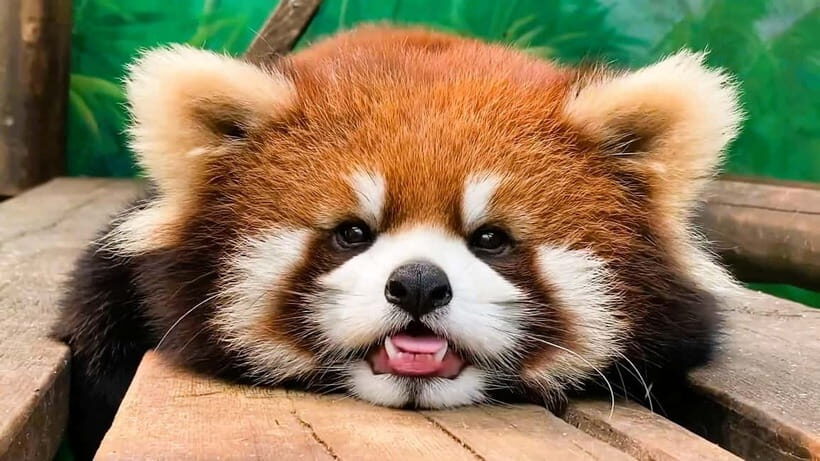 Macau: Private Tour Red Panda & Fun Veggie(includ Insurance) - The Vegetarian Lunch: More Than Just Greens