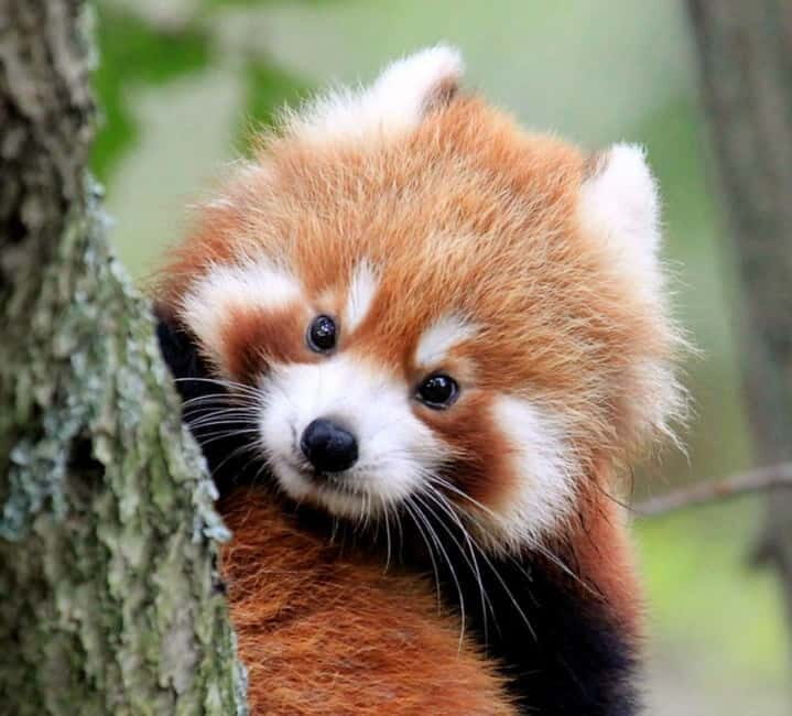 Macau: Private Tour Red Panda & Fun Veggie(includ Insurance) - Who Is This Tour Best For?