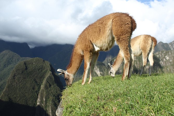 Machu Picchu Tour From Cusco Full Day - Customer Feedback and Service Commitment