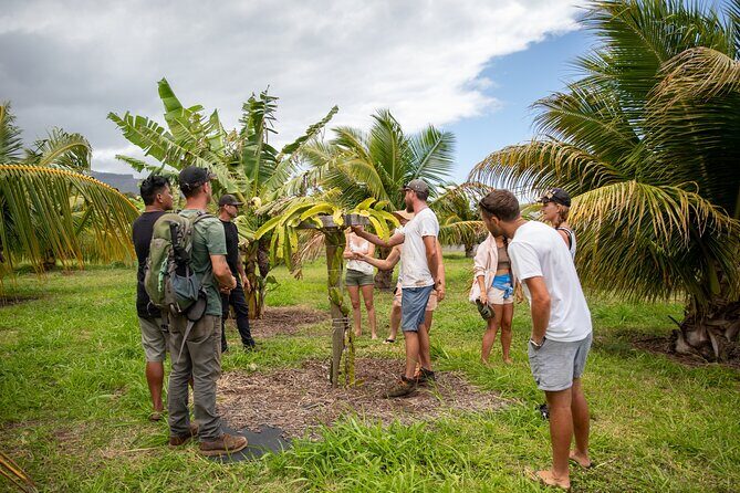 Macnut Tour, Picnic lunch and Maui Bees - The Price and What You’re Getting