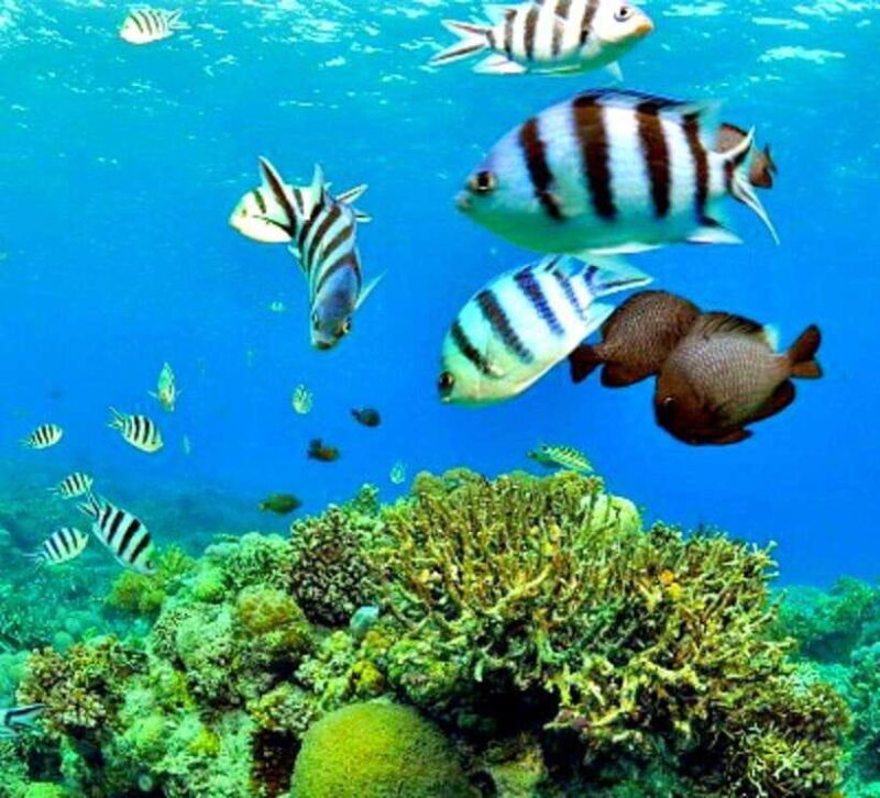 Mactan: Cebu Island Hopping Boat Tour with Lunch - Practical Tips and Highlights