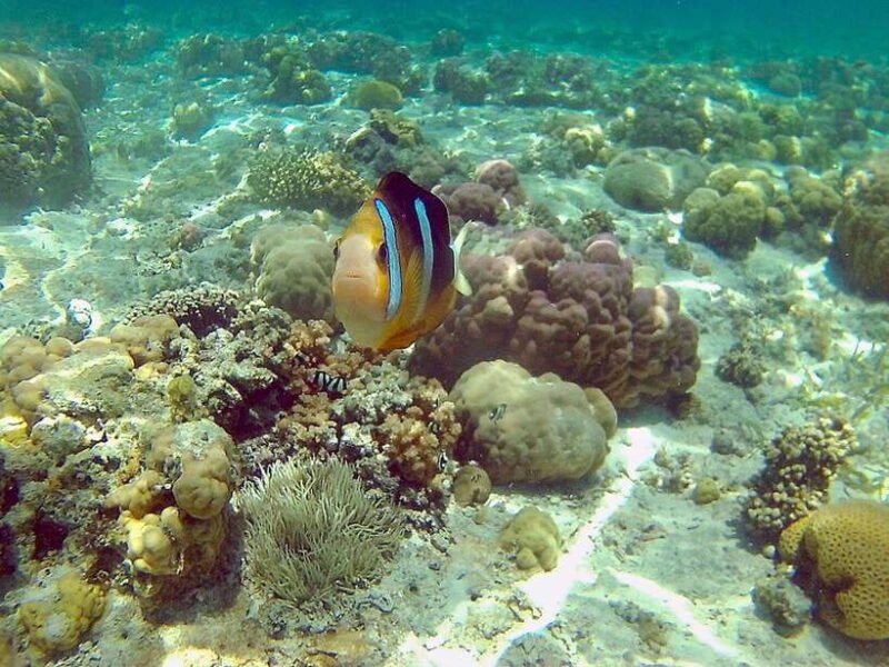 Mactan: Cebu Island Hopping Boat Tour with Lunch - Authentic Feedback from Travelers