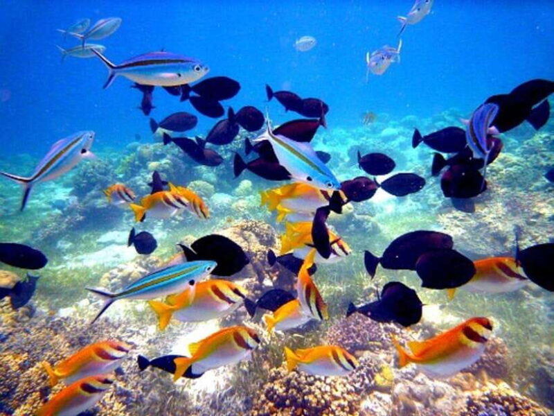 Mactan: Cebu Island Hopping Boat Tour with Lunch - FAQs