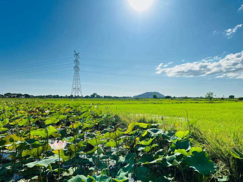 Mad Monkey Siem Reap: Sunset Countryside Cycling Tour - An Overview of What to Expect