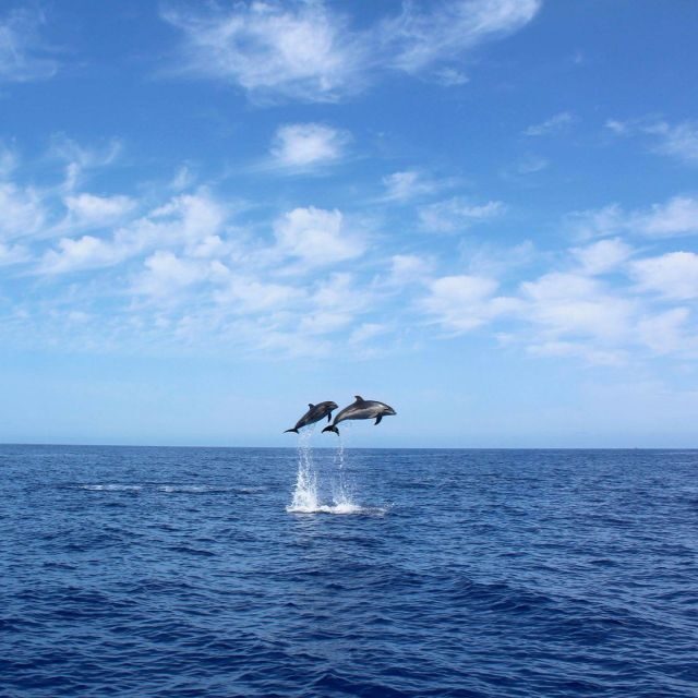 Madeira: 2.5-Hour Whale and Dolphin-Watching Cruise - An In-Depth Look at the Experience