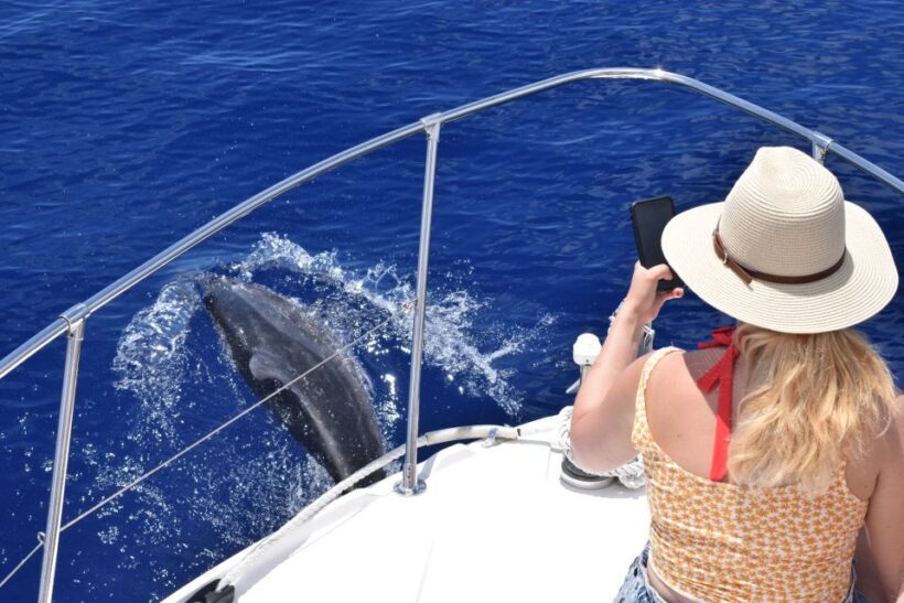 Madeira: 2.5-Hour Whale and Dolphin-Watching Cruise - Frequently Asked Questions