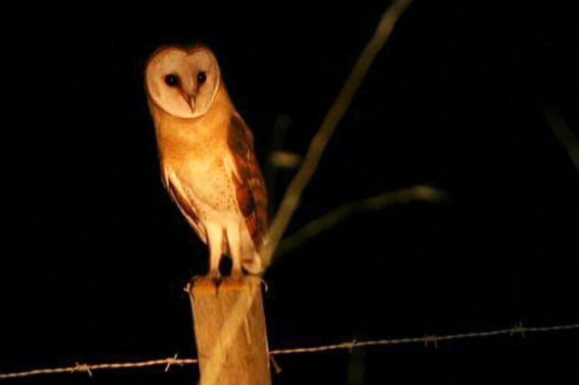 Madeira: Barn Owl Watching - An Introduction to the Madeira Barn Owl Tour