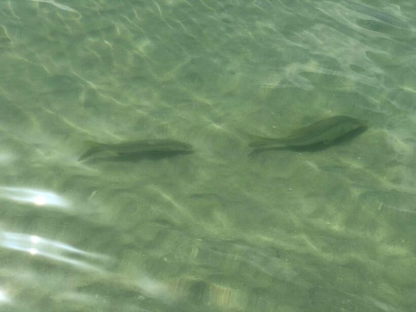 Madeira Beach: Egmont Key Snorkeling and Dolphin Cruise - An Overview of the Experience