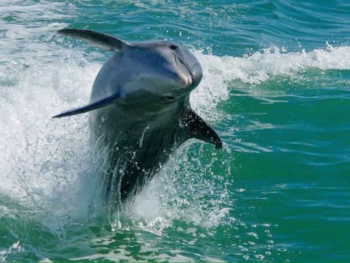 Madeira Beach: Egmont Key Snorkeling and Dolphin Cruise - Who Will Love This Tour?