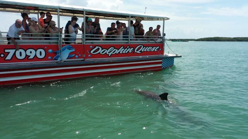 Madeira Beach: Guided Dolphin Watching Eco-Friendly Cruise - Authentic Feedback from Travelers