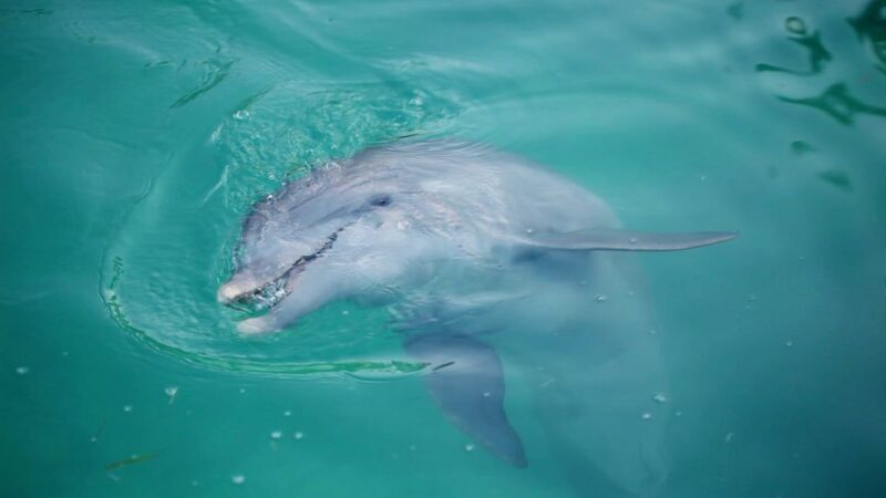 Madeira Beach: Sightseeing Cruise to John's Pass with Guide - Who Should Consider This Tour?