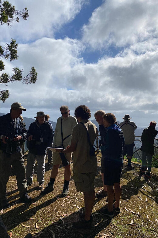 Madeira: Birdwatching - The Endemics - A Deep Dive into the Madeira Birdwatching Tour