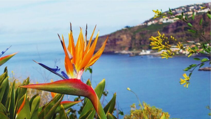 Madeira: Cabo Girao, Jeep Tour Adventure and Wine Tasting - FAQ