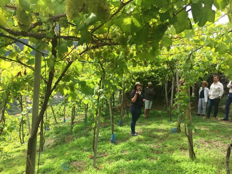 Madeira: Cabo Girão, Wines Experience and Dolphins Watching - Practical Considerations and Value