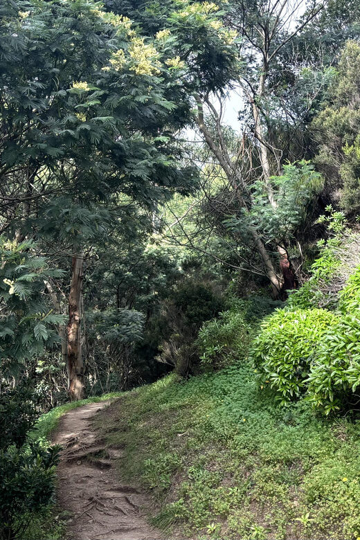 Madeira: Cliff Hanger Vereda Larano Hike Machico - An In-Depth Look at the Vereda do Larano Hike Experience