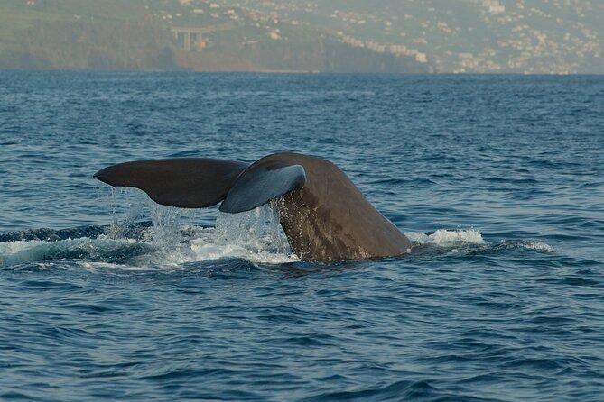 Madeira Dolphin & Whale Watching Tour - Price and Value