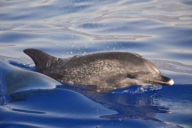 Madeira Dolphin & Whale Watching Tour - The Group Size and Atmosphere