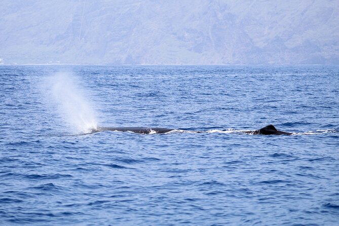 Madeira Dolphin & Whale Watching Tour - Summary