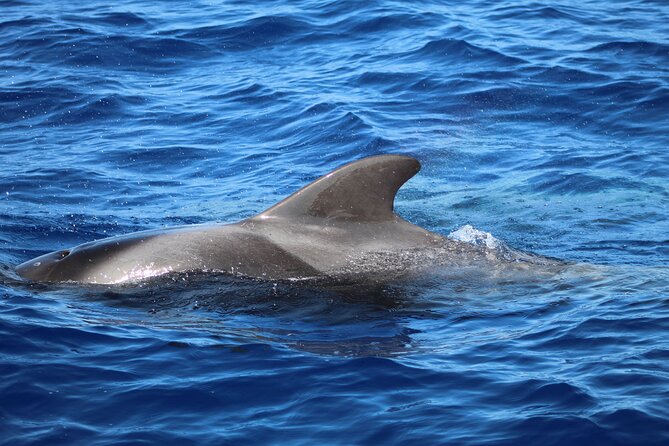 Madeira Dolphin & Whale Watching Tour - FAQs