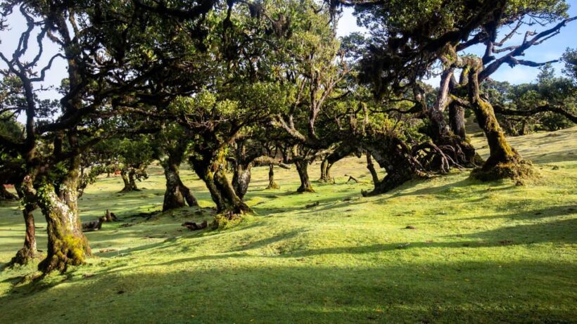 Madeira: Fanal Forest and Cabo Girão for Cruise Ship - An Introduction to Madeira’s Natural Wonders