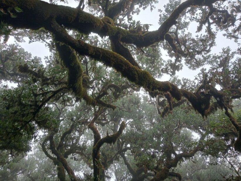 Madeira: Fanal Forest Guided Hiking Tour - An Overview of the Tour