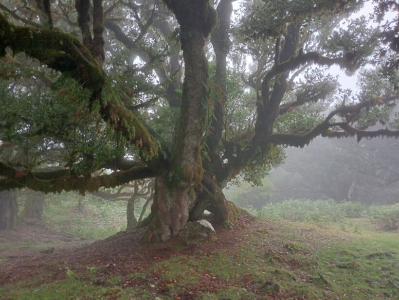 Madeira: Fanal Forest Guided Hiking Tour - What Makes This Tour Stand Out?
