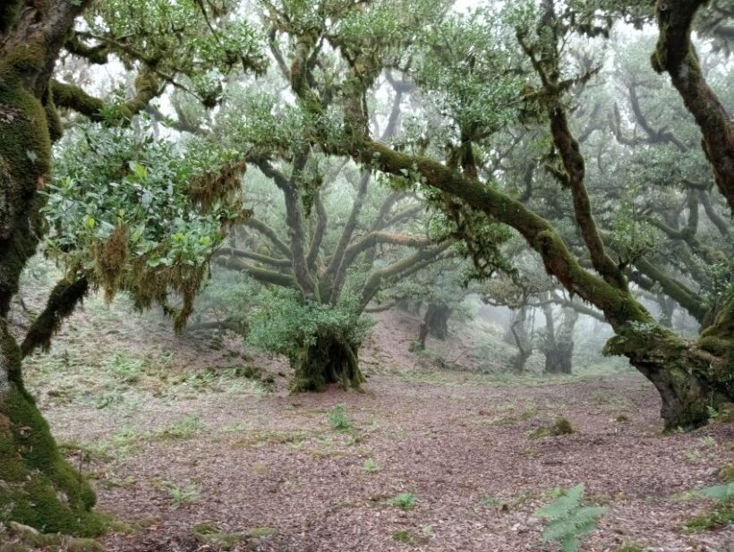 Madeira: Fanal Forest Guided Hiking Tour - The Experience for Travelers