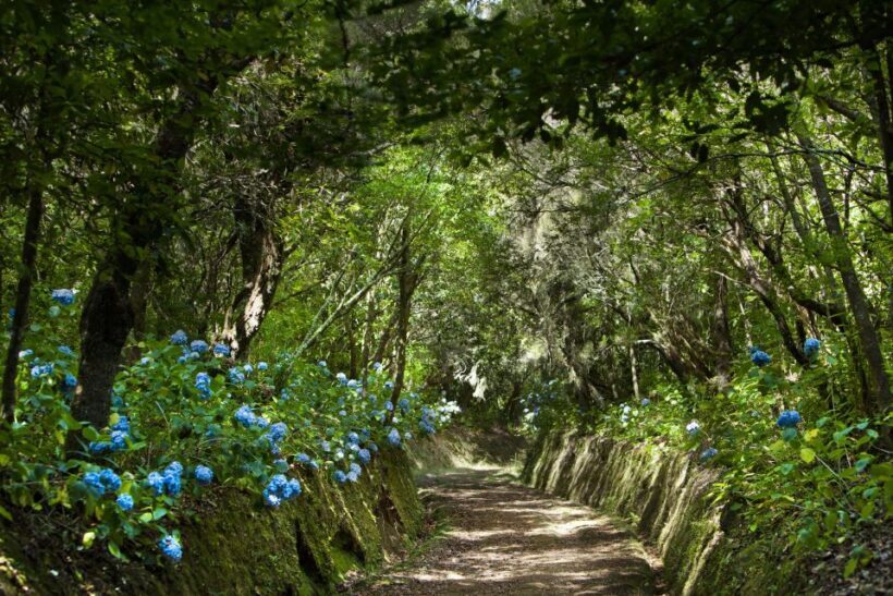Madeira: Full-Day Laurel Forest Guided Walking Tour - A Deep Dive into the Tour Experience