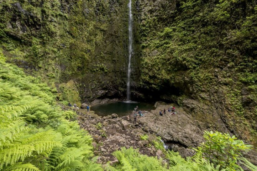 Madeira: Full-Day Laurel Forest Guided Walking Tour - Who Should Consider This Tour?
