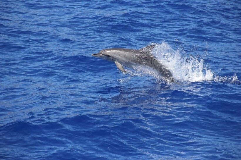 Madeira: Funchal Sunset Tour by Catamaran - Who Should Book This Tour?