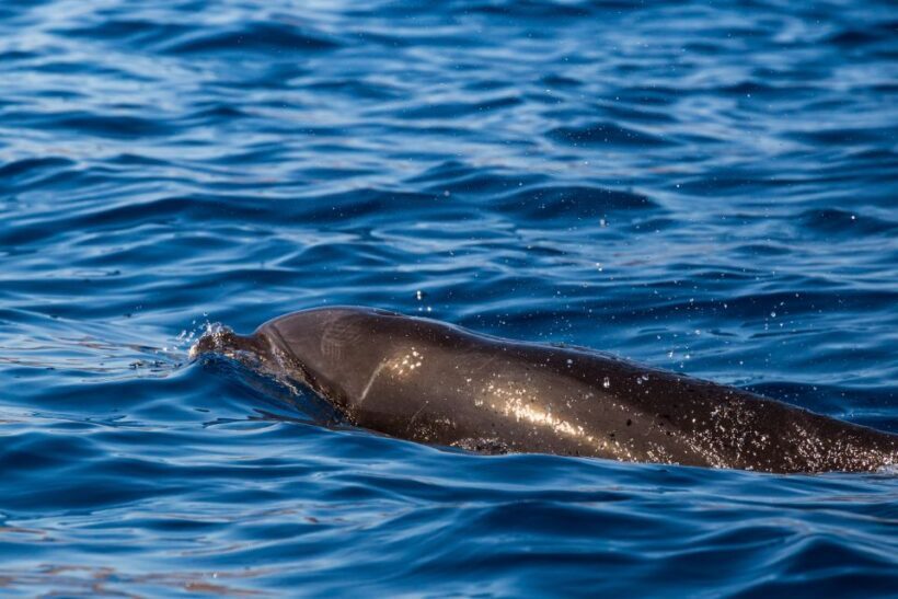 Madeira: Guaranteed Whales or Dolphins Watching Tour - Key Points