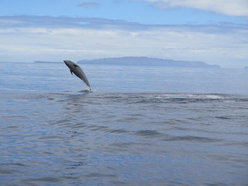 Madeira: Guaranteed Whales or Dolphins Watching Tour - A Detailed Look at the Madeira Whale and Dolphin Watching Experience