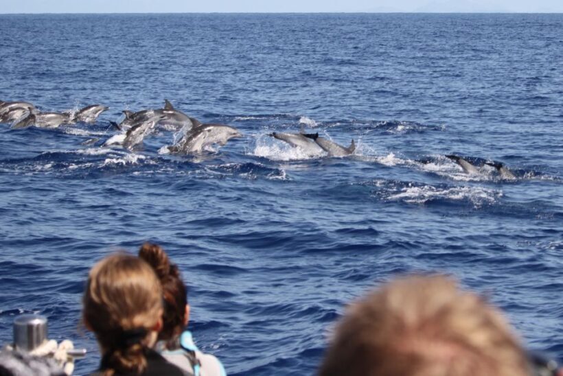 Madeira: Guaranteed Whales or Dolphins Watching Tour - Frequently Asked Questions