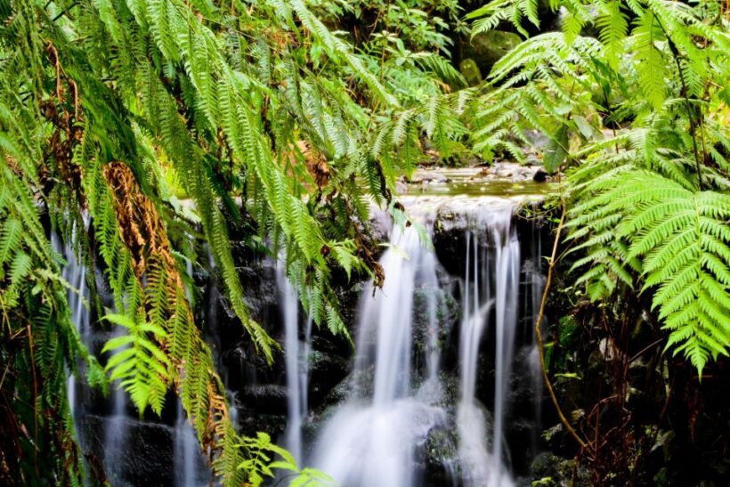 Madeira Island: Caldeirão Verde Levada Walk - Reviews and Authentic Feedback